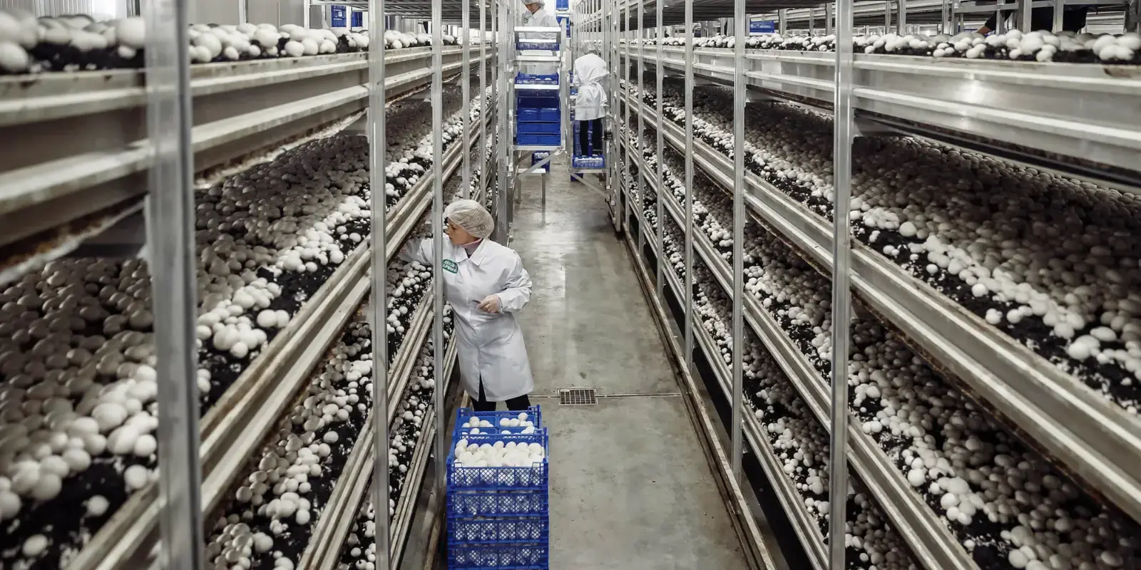 Industrial Sale Leaseback in The Netherlands for the OKECHAMP Group